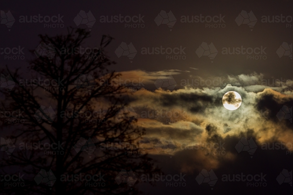Image of Spooky full moon and Flame Tree. - Austockphoto