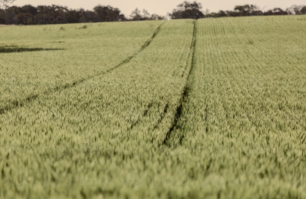 Image of spray track through a green paddock of wheat - Austockphoto