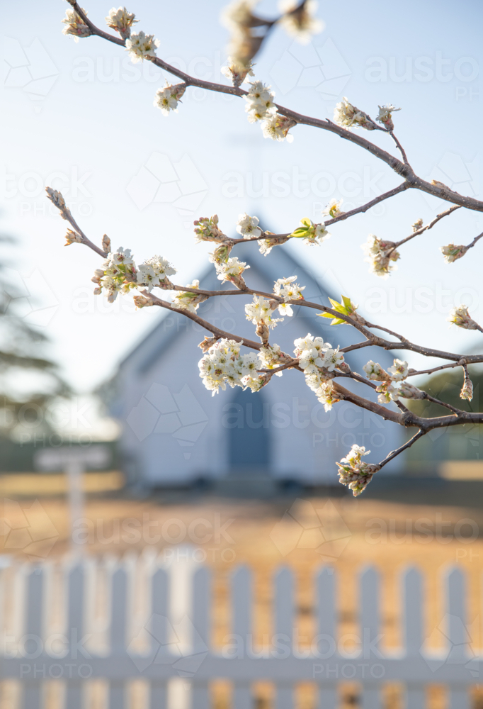 Image of Spring blossoms, a white picket fence and a small town country ...