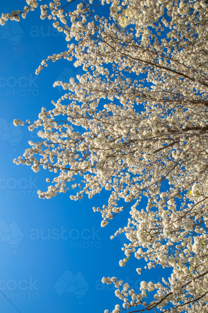 Image of Spring blossoms and a blue sky - Austockphoto