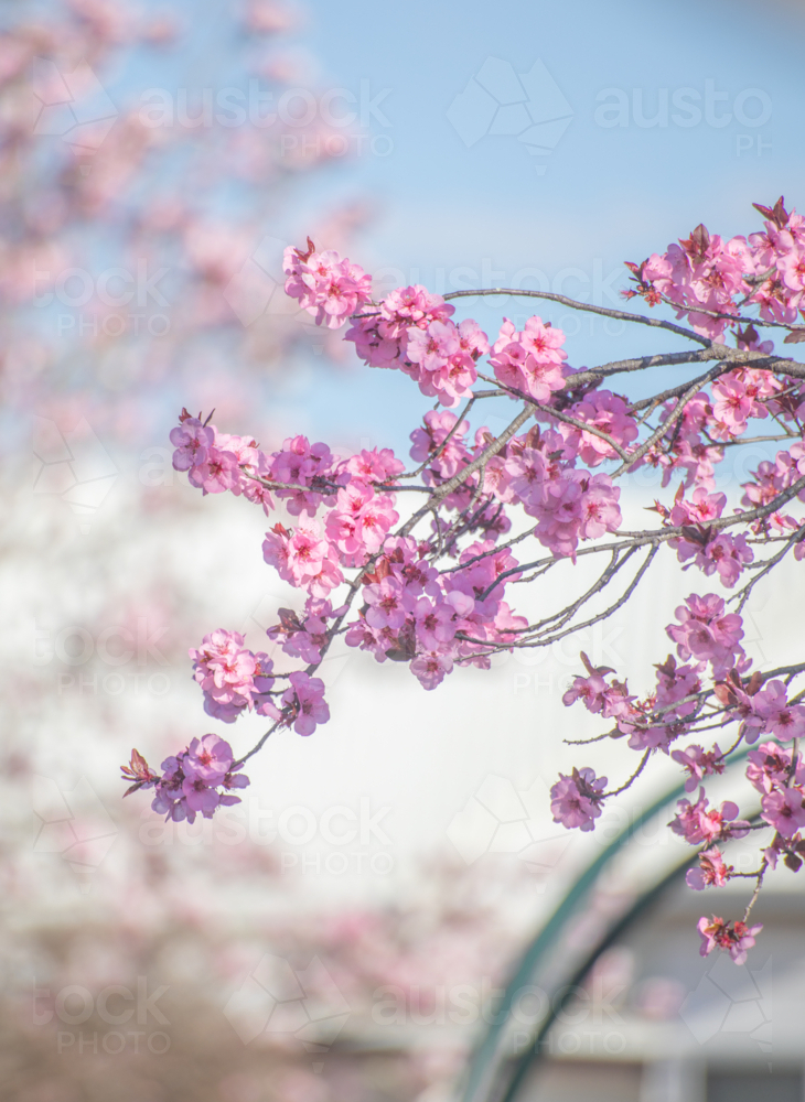 Image of Spring blossoms - Austockphoto