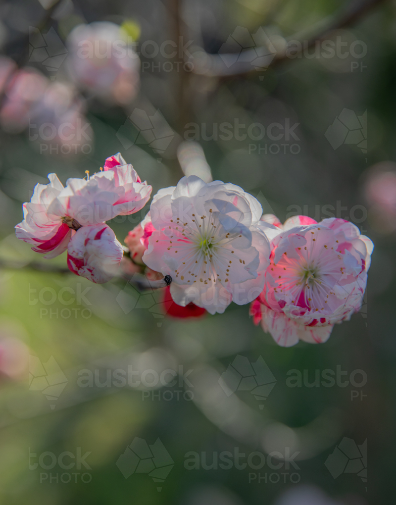 Image of Spring blossoms - Austockphoto