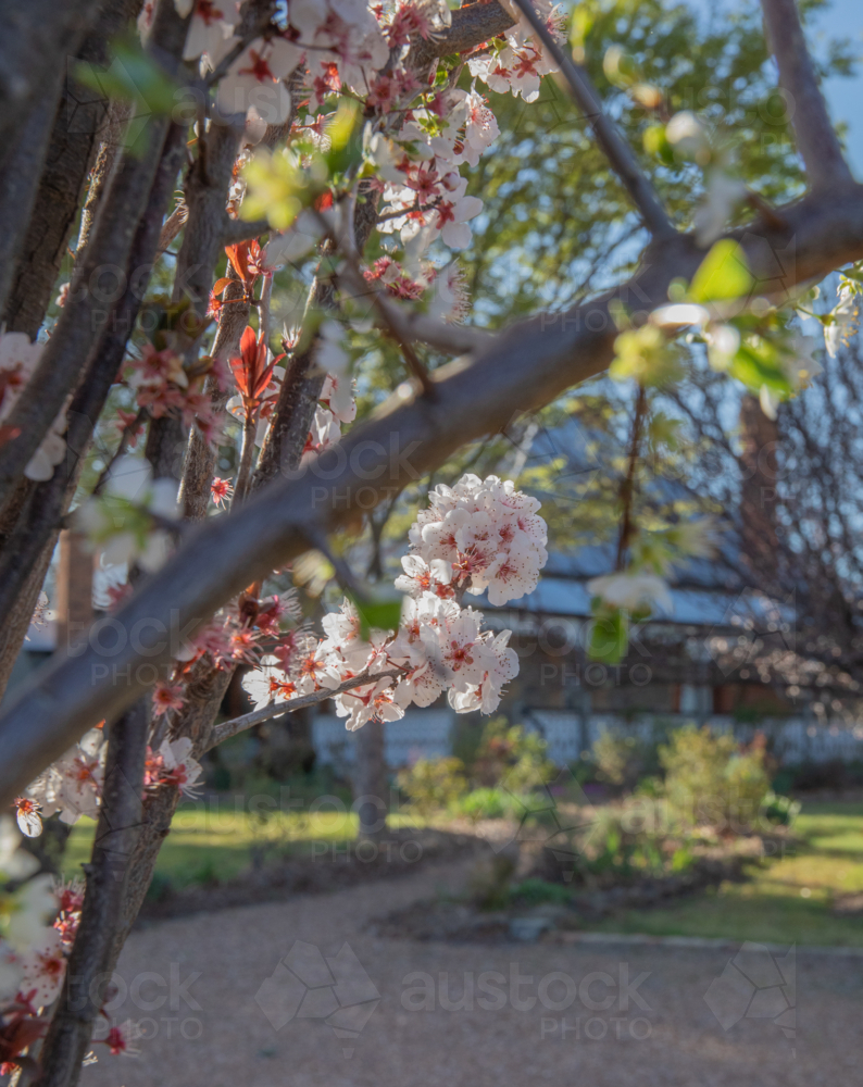 Image of Spring blossoms in a country garden - Austockphoto