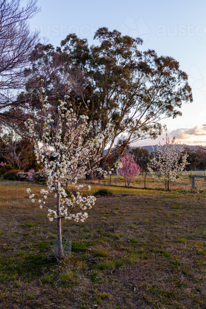 Image of spring blossoms on fruit trees at farm in sunset light ...