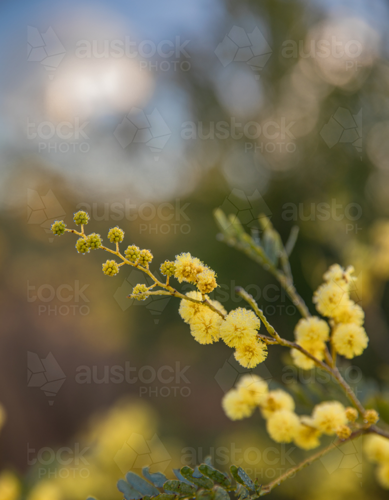 Image of Spring of wattle with a blurred bush background - Austockphoto