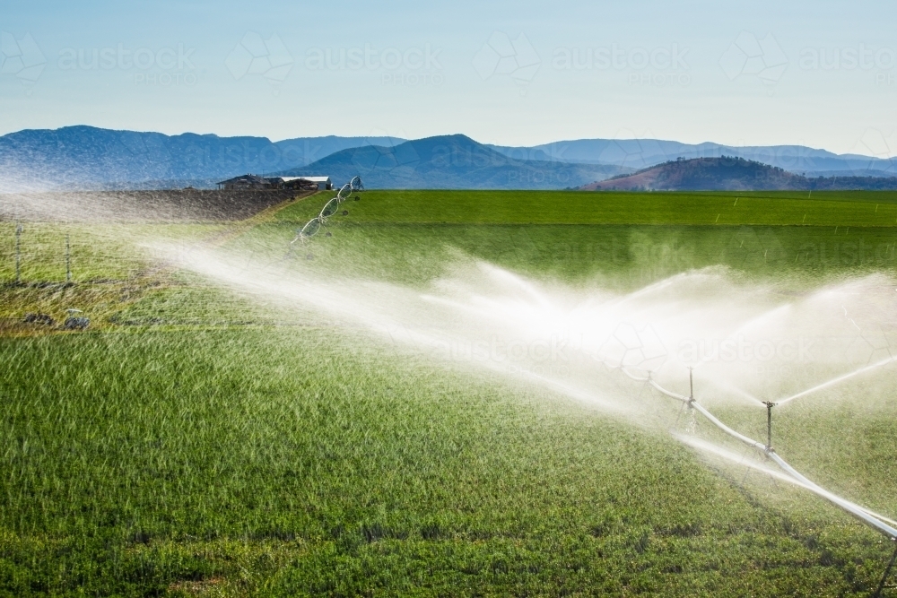 Image of Sprinklers spraying water over a green field in Kalbar ...
