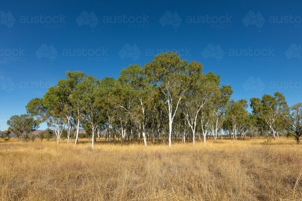 Image of stand of ghost gum trees in dry grass with blue sky - Austockphoto