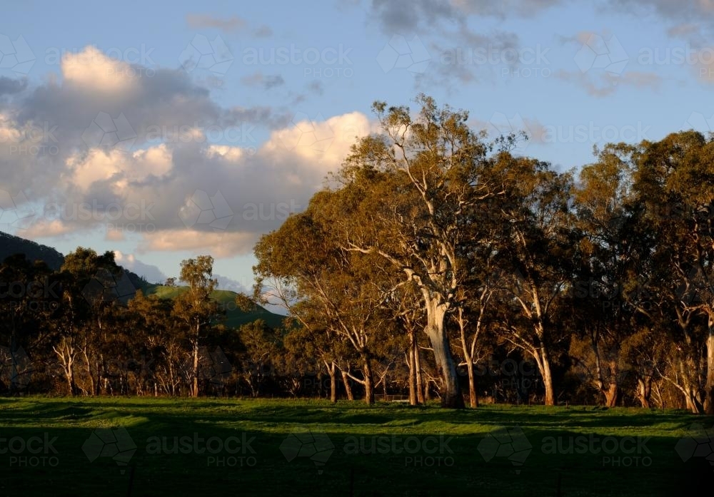 Image of Stand of Gum Trees, North East Victoria - Austockphoto