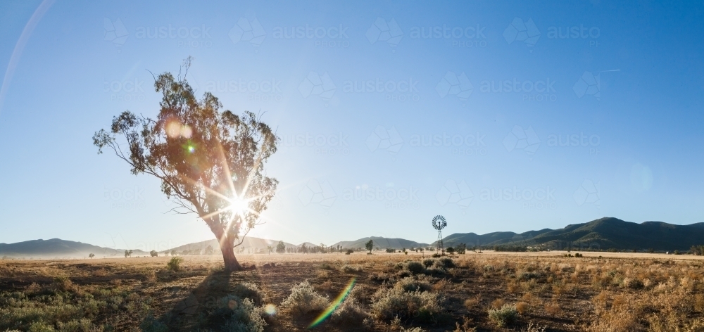 Image of Starburst lens flare through lone gum tree in farm paddock ...