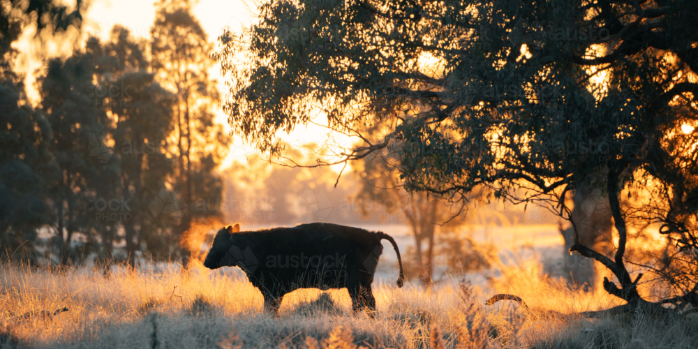 Image of Steam rising from cow's mouth on frosty winter morning in warm ...