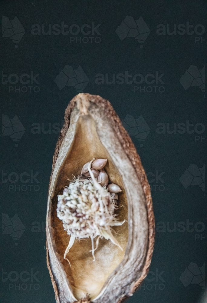 Image of Stephanotis Seed - Austockphoto