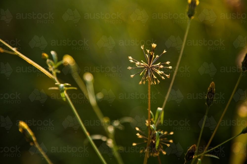 Image of Sticky beak weeds with seeds close up - Austockphoto