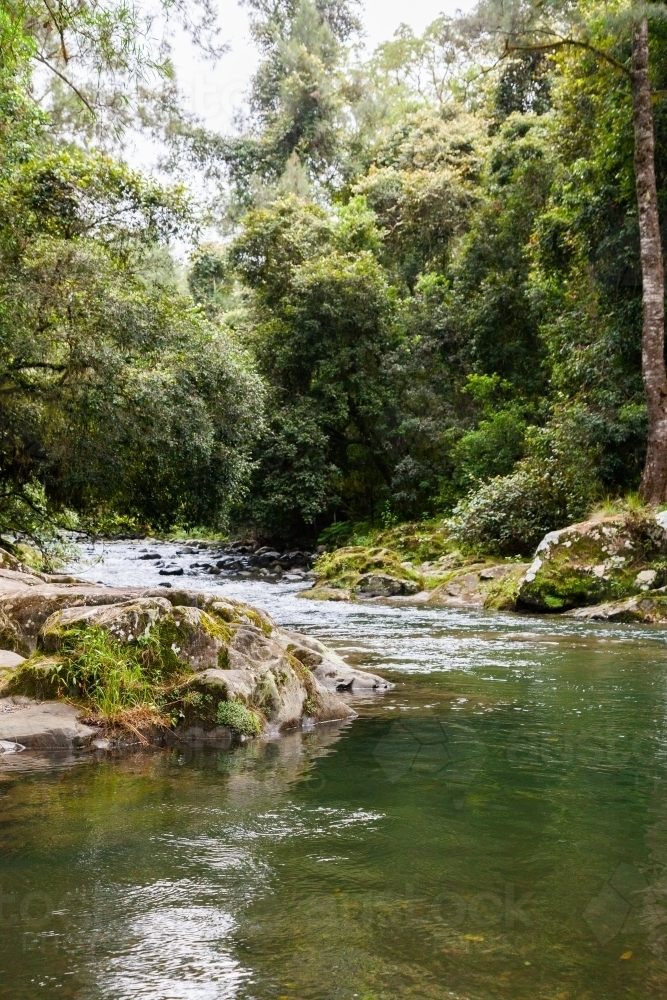 Image of Still pools in the green forest - Austockphoto