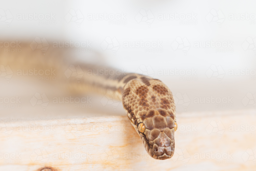 Image of Stimson Python face close up with white background - Austockphoto