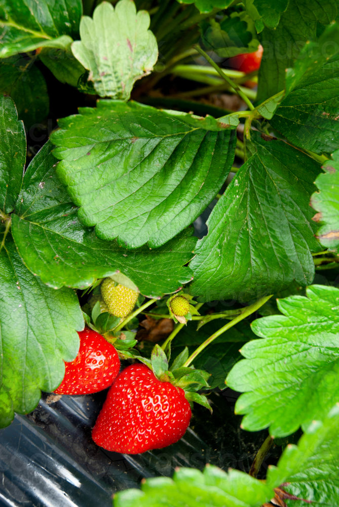 Image of Strawberries ready to be picked - Austockphoto