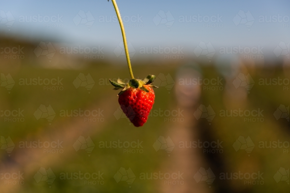 Image of strawberry - Austockphoto