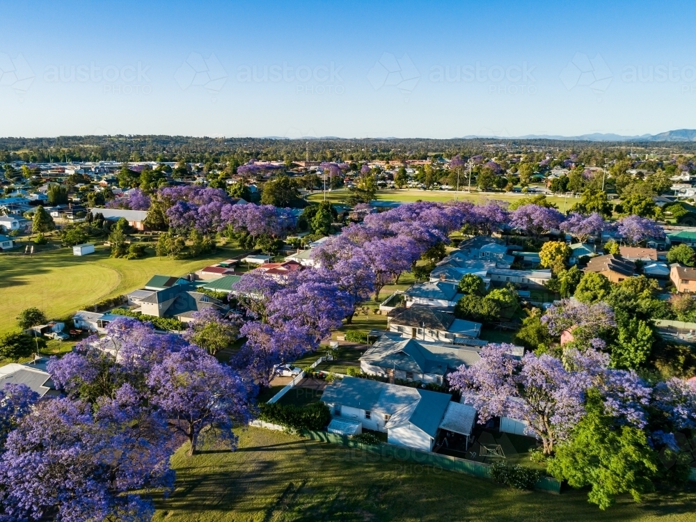 Image of street lined by purple jacaranda trees in quiet town of an ...