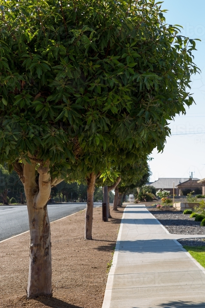Image of Street trees and footpath in small town - Austockphoto