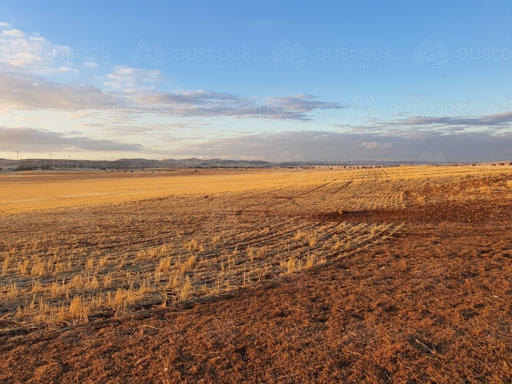 Image of stubble paddock in late afternoon light - Austockphoto