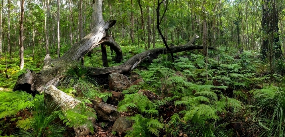 Image of Sub-tropical hinterland forest on the Sunshine Coast of ...