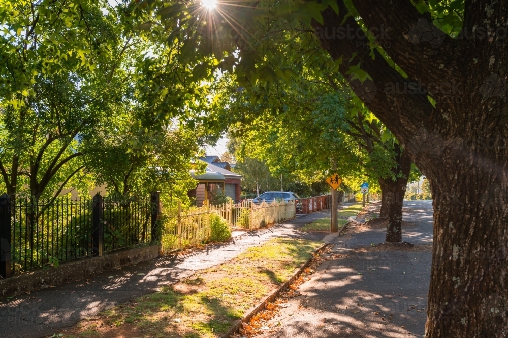 Image of suburban tree lined street - Austockphoto