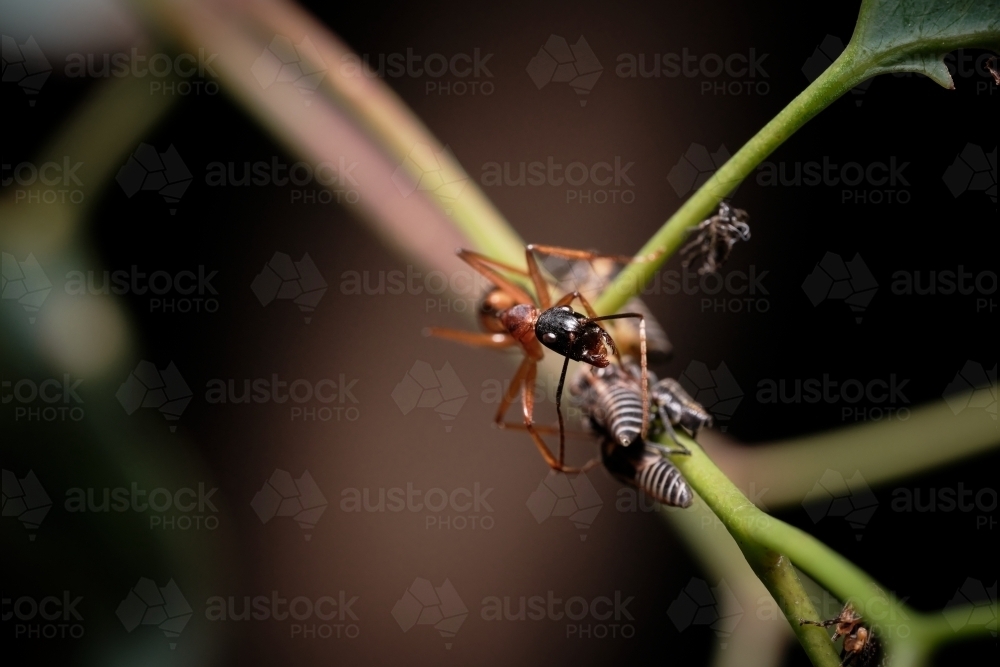 Image of Sugar Ant arranging Issus Coleoptratus Nymphs - Austockphoto