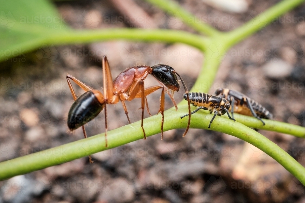 Image of Sugar Ant tending to Issus Coleoptratus Nymphs - Austockphoto