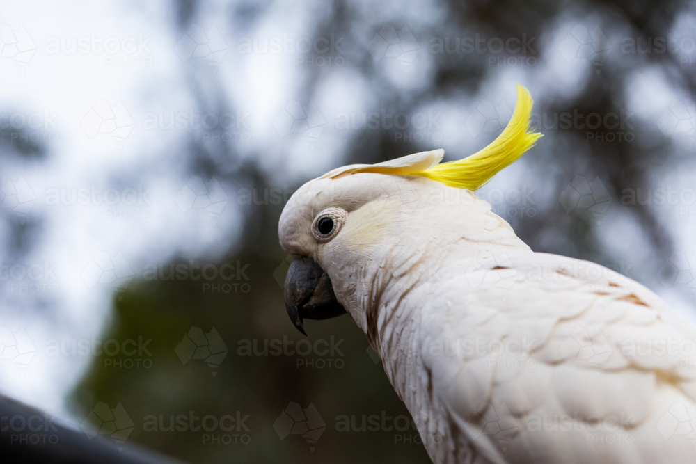 Image of Sulphur-crested cockatoo with yellow crest close up with bokeh ...