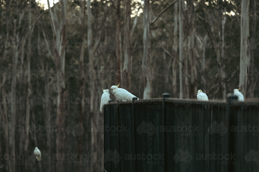 Image of Sulphur Crested Cockatoos Australian native bird gathering on ...