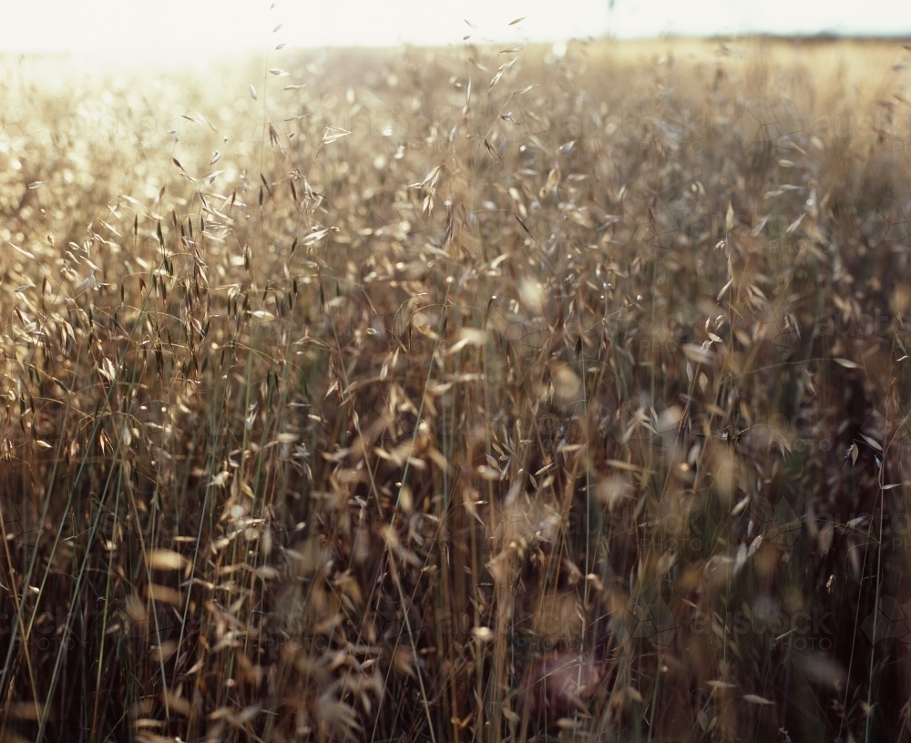 Image of Summer Grass - Austockphoto