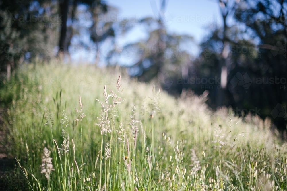 Image of Summer grasses - Austockphoto