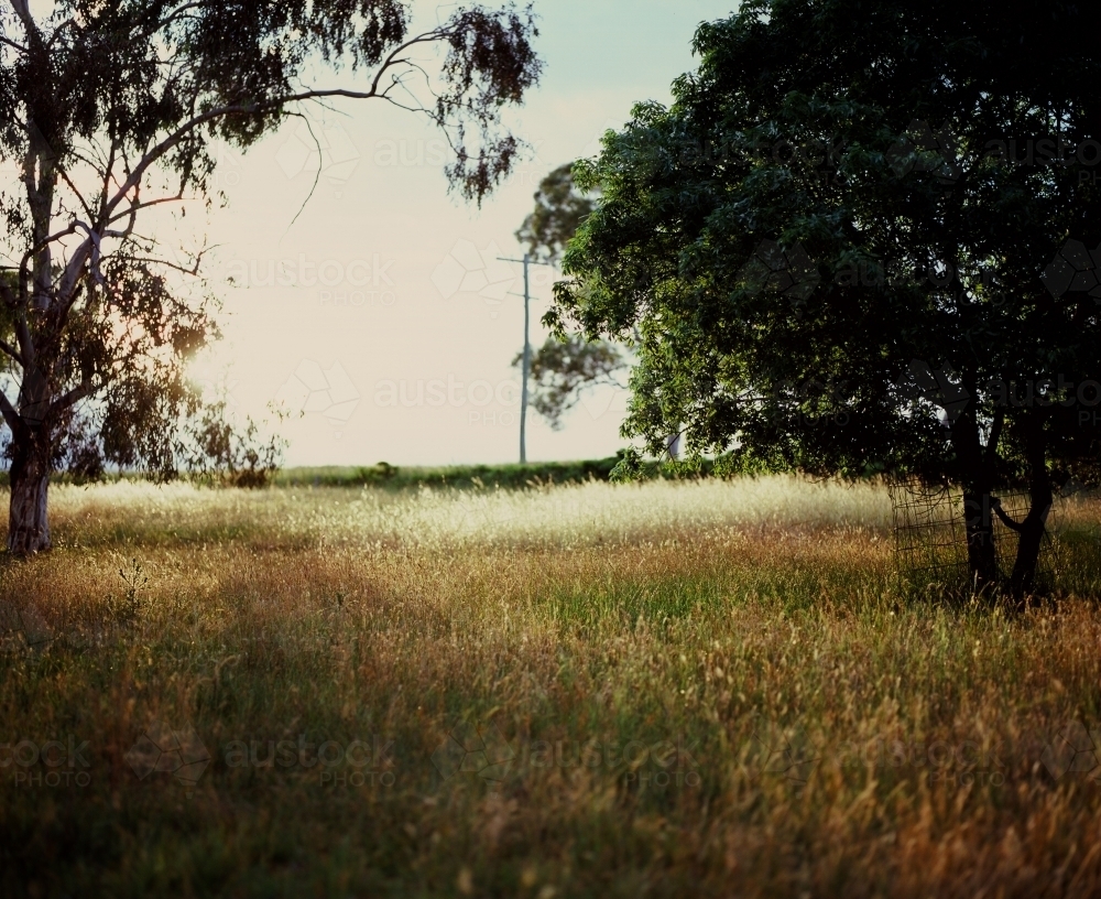 Image of Summer scene - Austockphoto