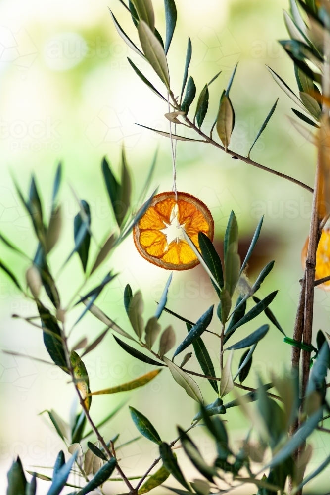 Image of Sun catcher orange slice decoration on olive tree branch ...