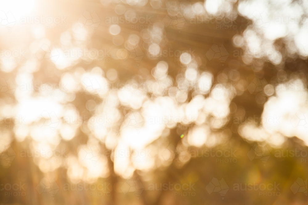 Image of Sun flare and out of focus bokeh of gum trees in the afternoon ...