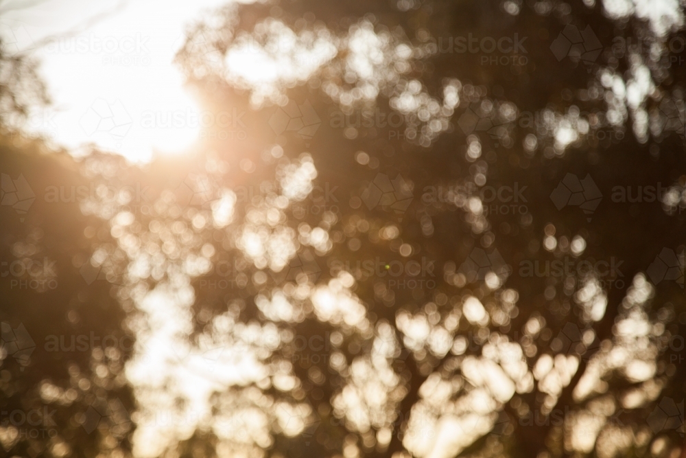 Image of Sun flare and out of focus bokeh of gum trees in the afternoon ...