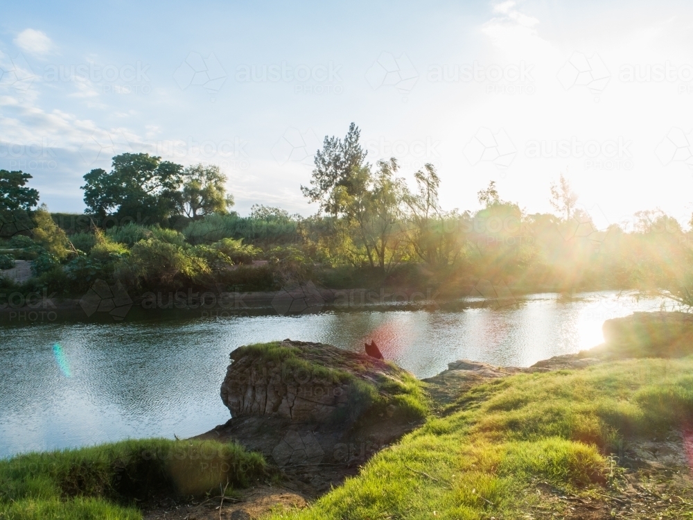 Image of Sun light flare over green grass on riverside of hunter river ...