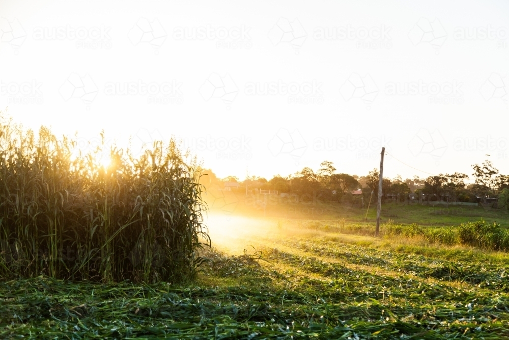 Image of Sun rays and dust at sunset over paddock of forage crop on ...