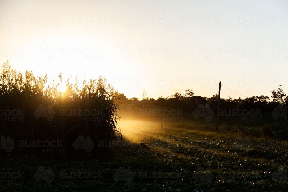 Image of Sun rays and dust at sunset over paddock of forage crop on ...