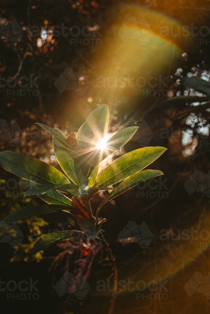 Image of Sun rays through a young plant in the bush - Austockphoto