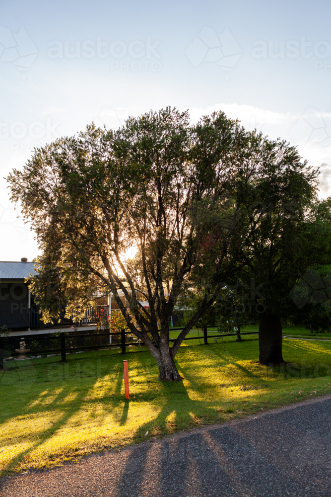 Image of Sun rising behind tree beside quiet unmarked country street in ...