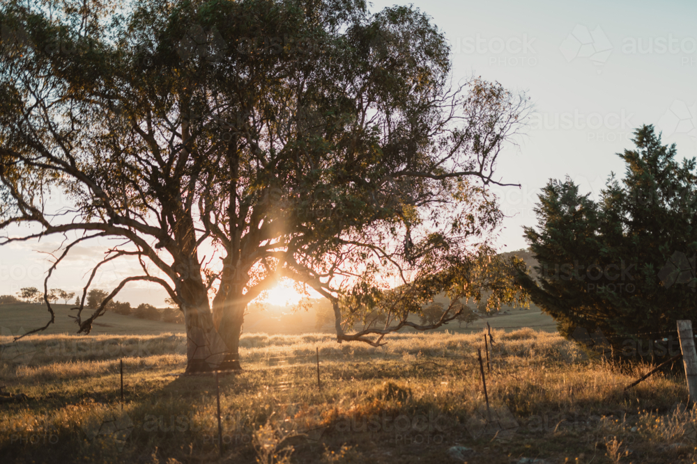 Image of Sun setting behind gum tree and distant hills in rural ...