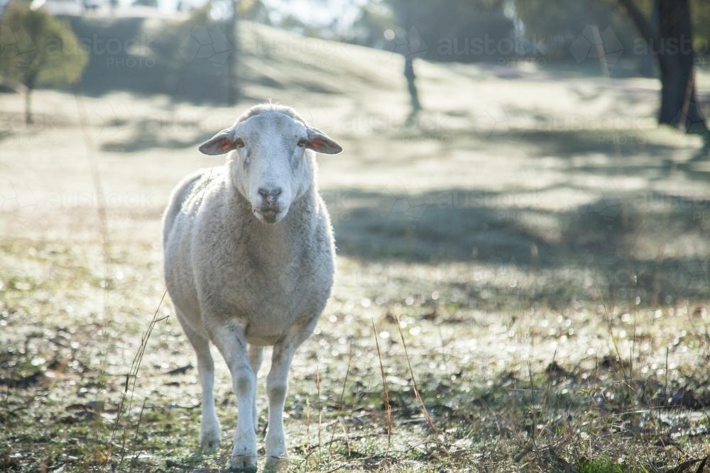 Image of Sun shining from behind lone sheep in paddock on cold morning ...