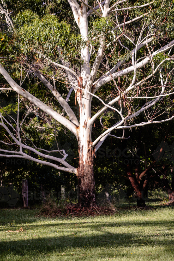 Image of Sun shining on a gum tree with multiple branches - Austockphoto