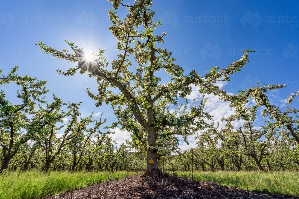 Image of Sun shining through the branches on an apple tree covered in ...