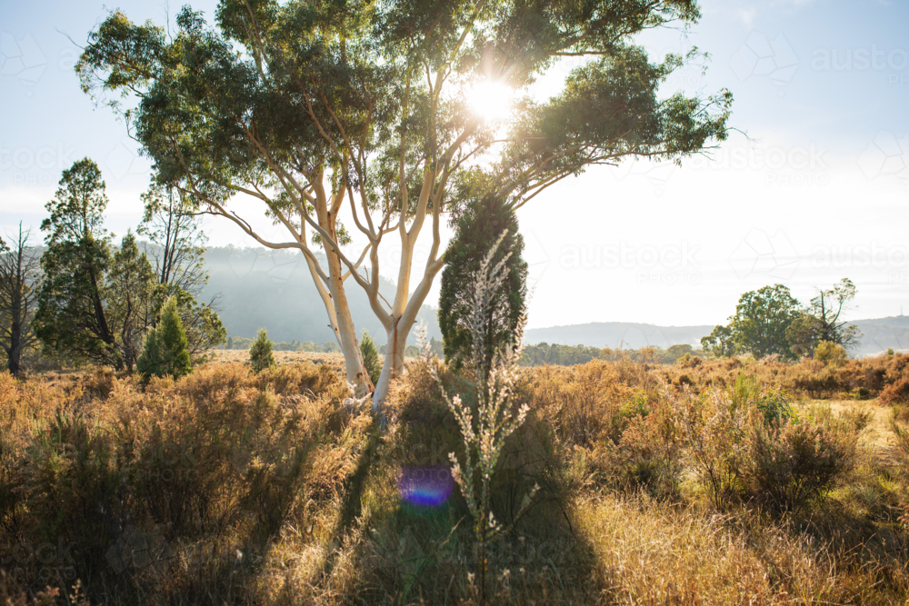 Image of Sunburst through native Australian ghost gum with white trunk ...