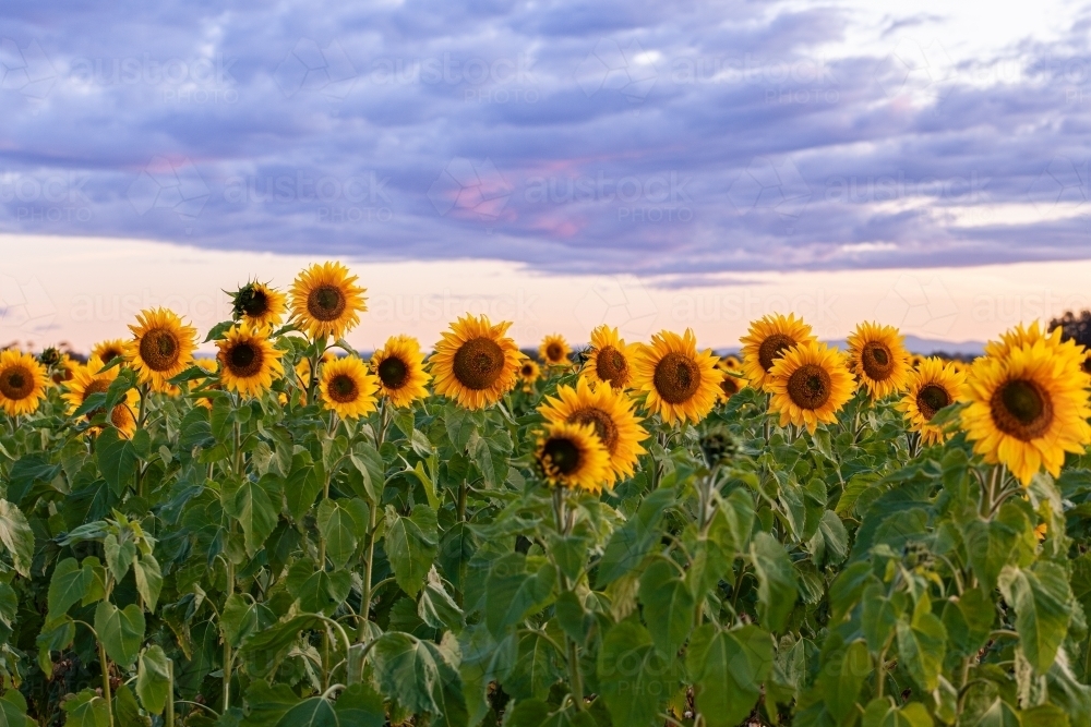 Image of Sunflower paddock in dusk light of sunset - Austockphoto
