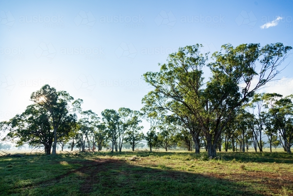 Image of Sunlight behind Aussie gum trees in farm paddock - Austockphoto
