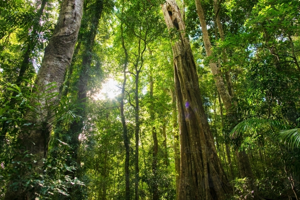 Image of Sunlight filtering through green subtropical rainforest ...