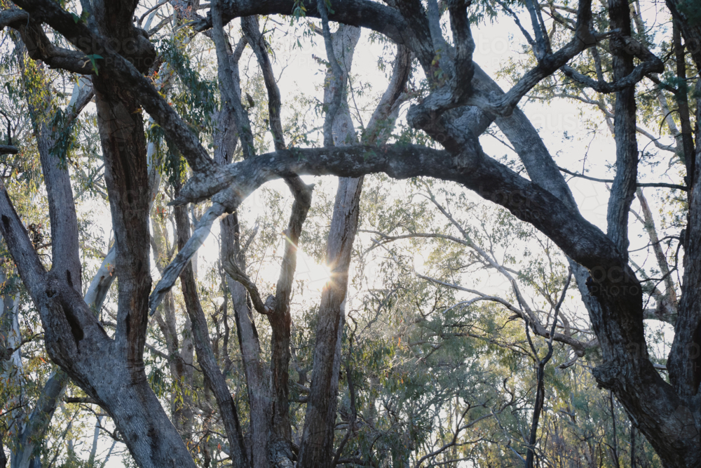 Image of Sunlight filters through forest, highlighting branches and ...
