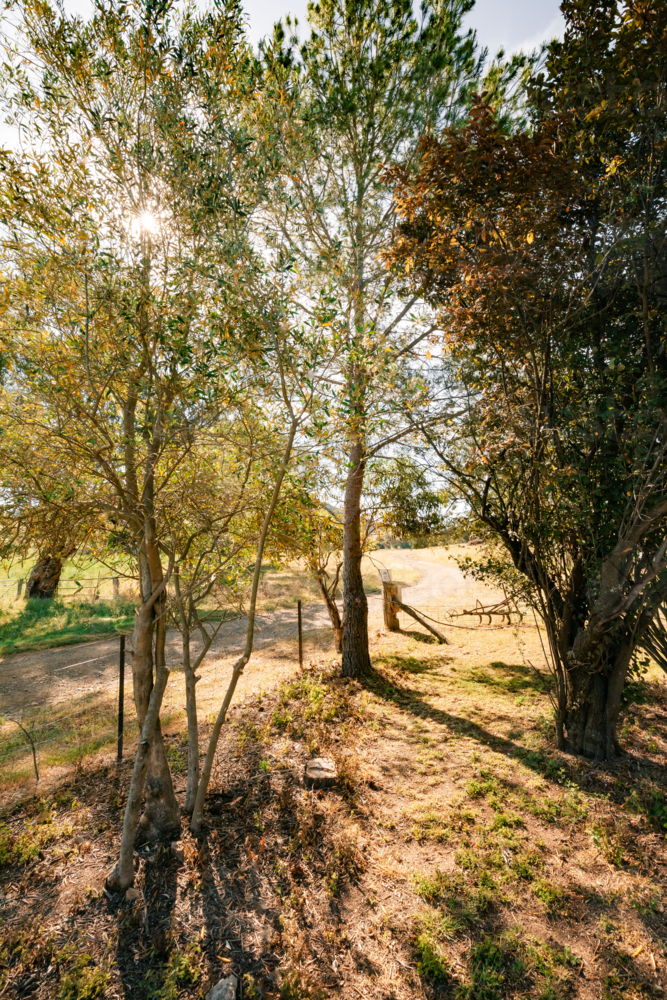 Image of Sunlight filters through trees casting soft shadows on the ...